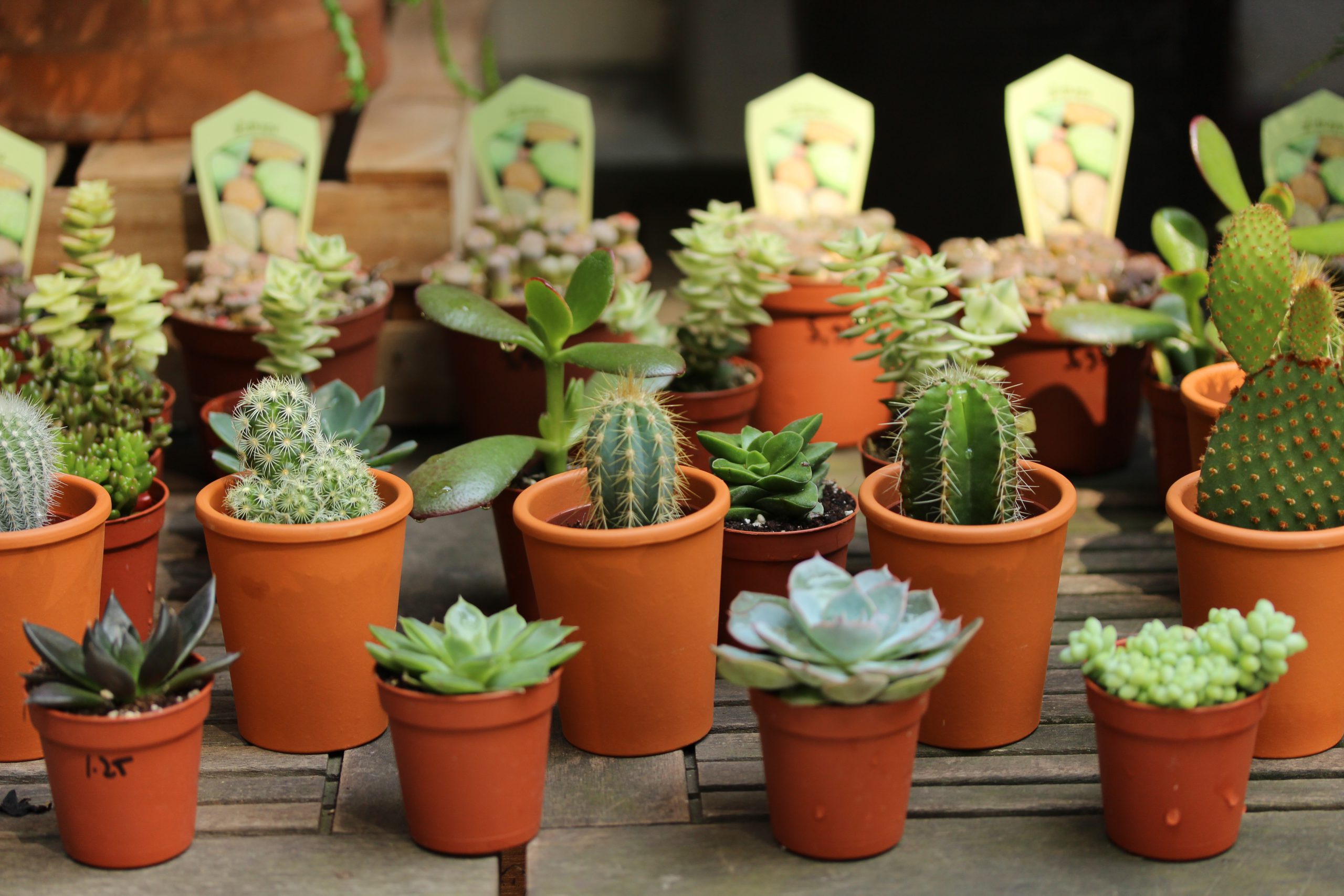 De Hortus Store & Cafe - De Hortus